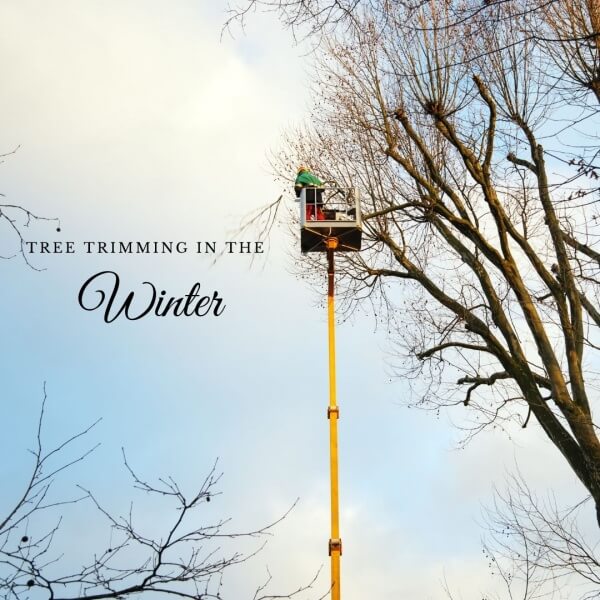 Tree Trimming in the Winter Sarasota | Tree Service Near Venice