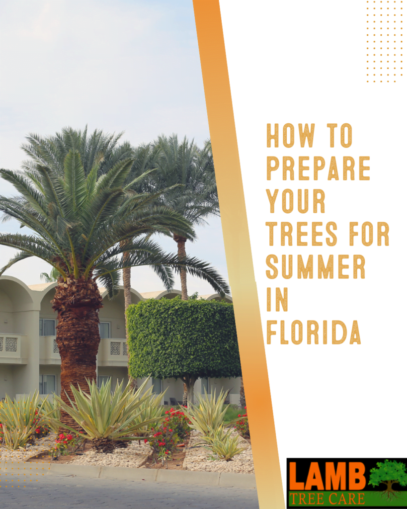 How to Prepare your Trees for Summer in Florida | Sarasota Arborist